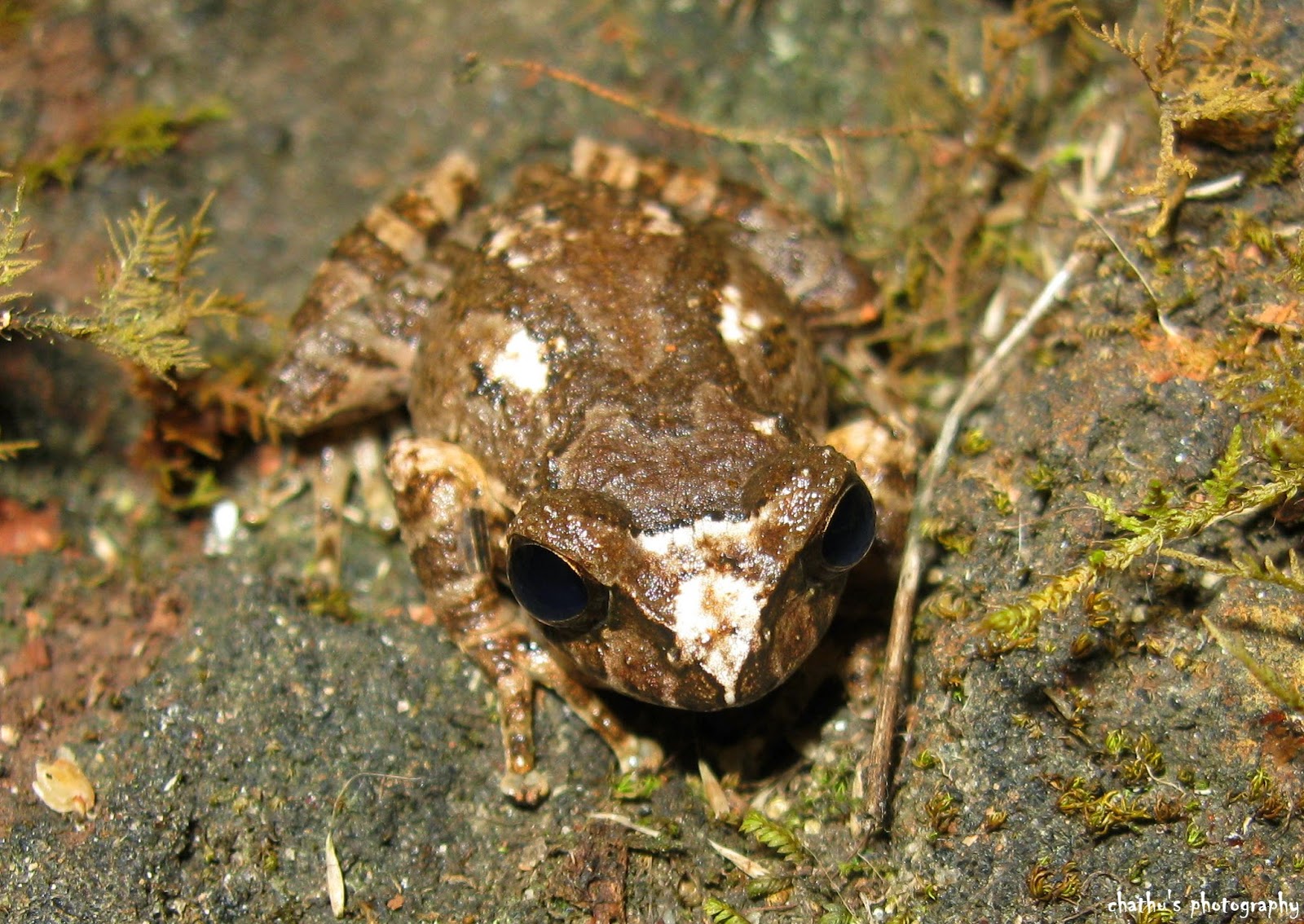 Nature Of Srilanka: Small-eared Shrub Frog (Philautus microtympanum)