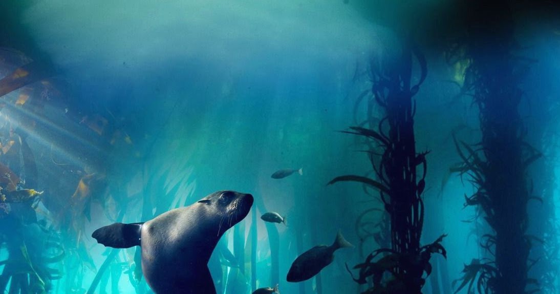 TV with Thinus: Blue Planet II to start on BBC Earth on DStv on Sunday ...