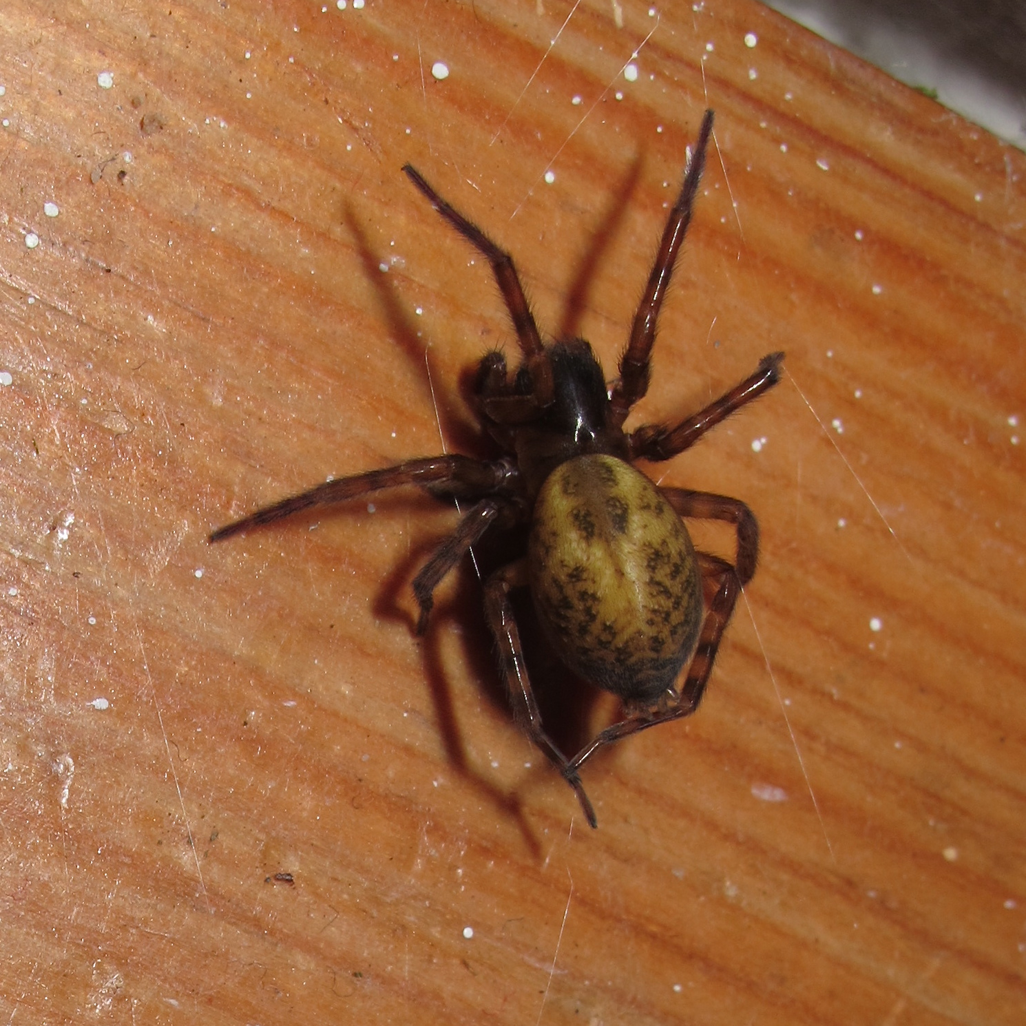 BugBlog: Amaurobiidae: funnel web spiders