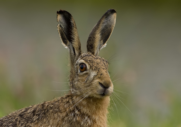 EILMELDUNG - Gaetan Haas für 3 Jahre zum SCB