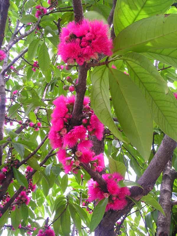 INTERCAMBIO DE SEMILLAS: SEMILLAS QUE TENGO O PUEDO CONSEGUIR, PARA ...