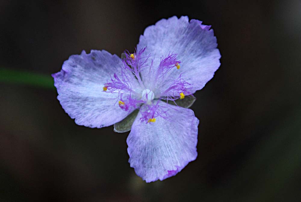 Space Coast Wildflowers: Mostly Galls, Turkey Creek Sanctuary ...