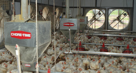 Instalaciones Y Equipos Para Producción De Gallinas Ponedoras: Galpón ...