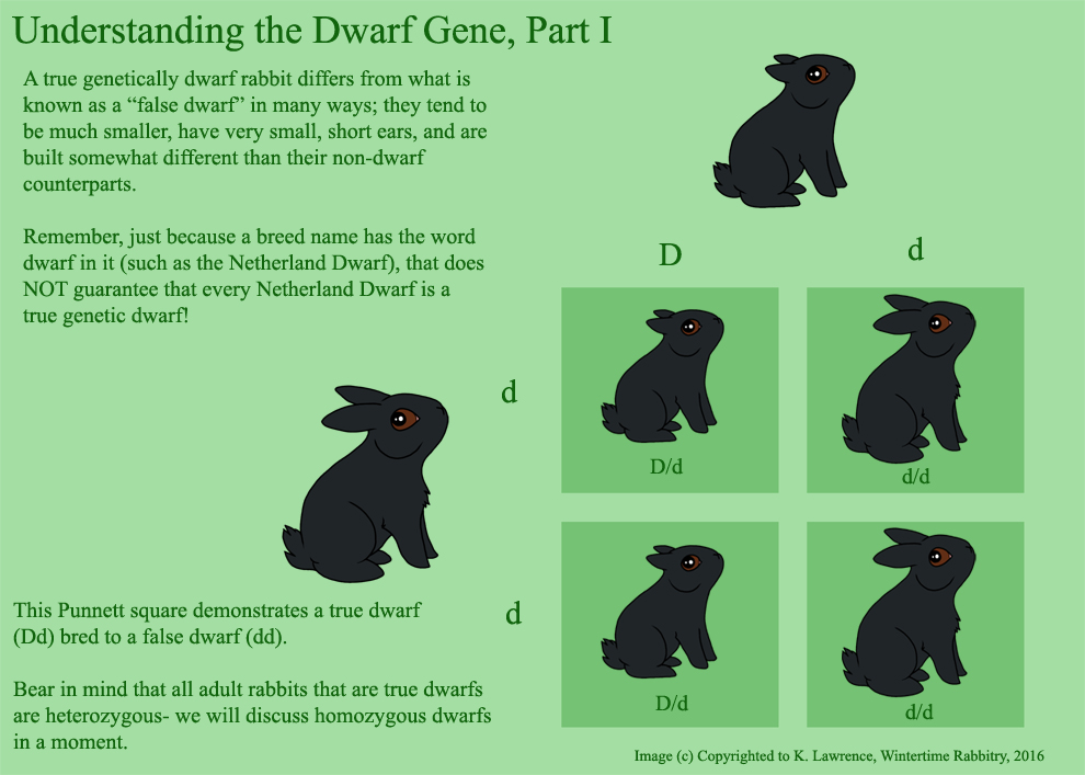 Rabbit Genetics And Musings: Cheat Sheet: Understanding the Dwarfism ...