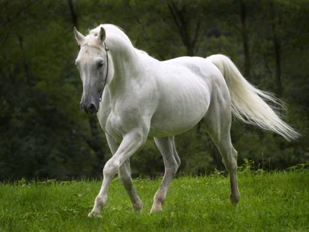 alatmusiktradisional: Wallpaper Kuda Putih