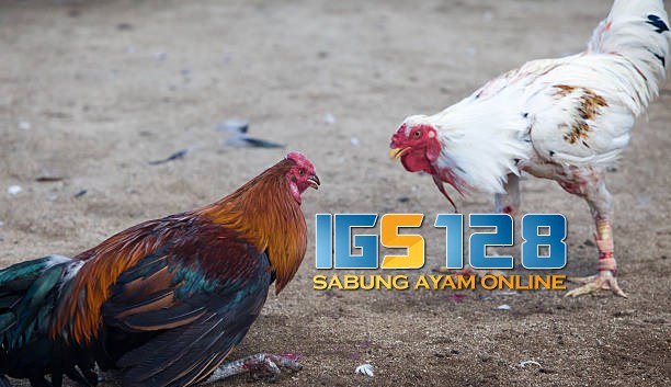 Sabung Ayam S128 dan Sv388