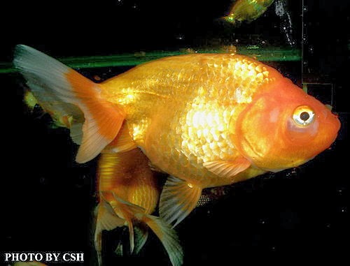 金魚&水族快訊Goldfish & Aquarium Messages: 蛙頭金魚寫真(Frog-head goldfish)