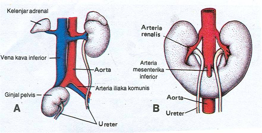 Yunita@Biologi: Pembentukan Sistem Urogenital