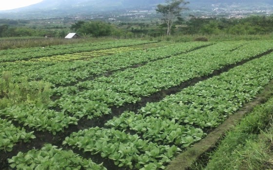 Baru 24+ Kampung Sayur Di Kebun