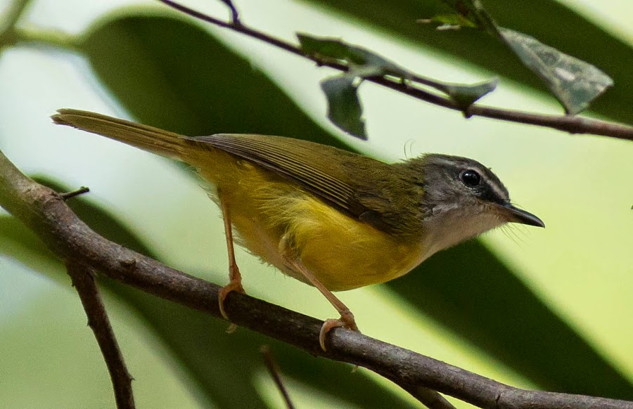 SOUTH EAST ASIA BIRDS - Malaysia birds paradise: yellow-bellied warbler ...