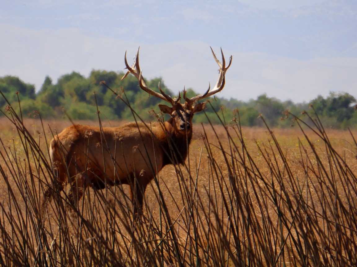 California State Wildlife