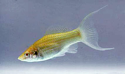 Shamudra Bilash: Sword Tail & Molly Fish