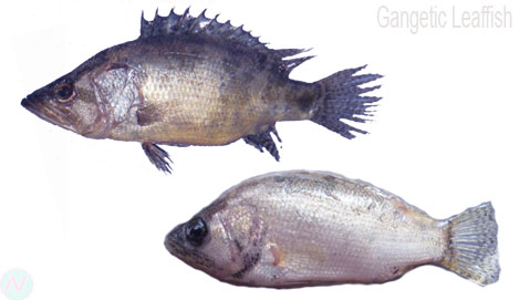 Fish Names & Pictures | Fish Vocabulary | Necessary Vocabulary ...