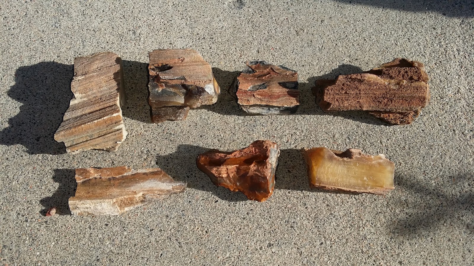 Rockhounding in the USA: There's (Petrified) Wood in Them-Thar Hills!