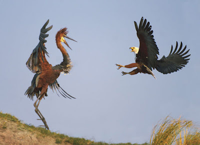 Goliath Heron Bird Facts And Pictures | All Wildlife Photographs