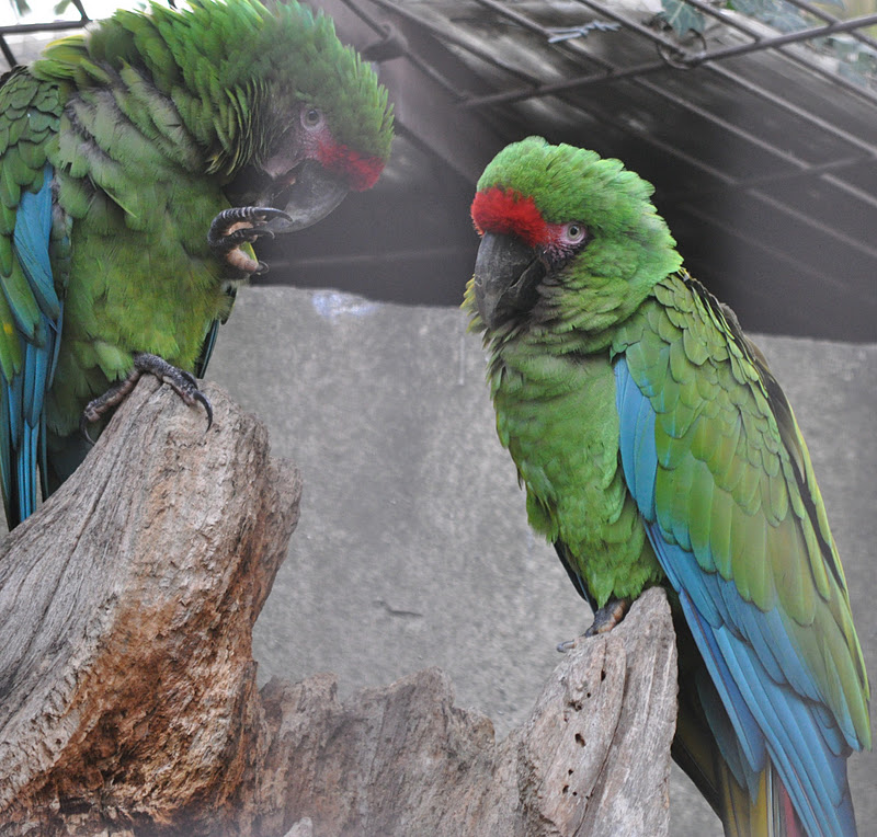 ZOOTOGRAFIANDO (6.100 ANIMALS): GUACAMAYO MILITAR / MILITARY MACAW (Ara ...