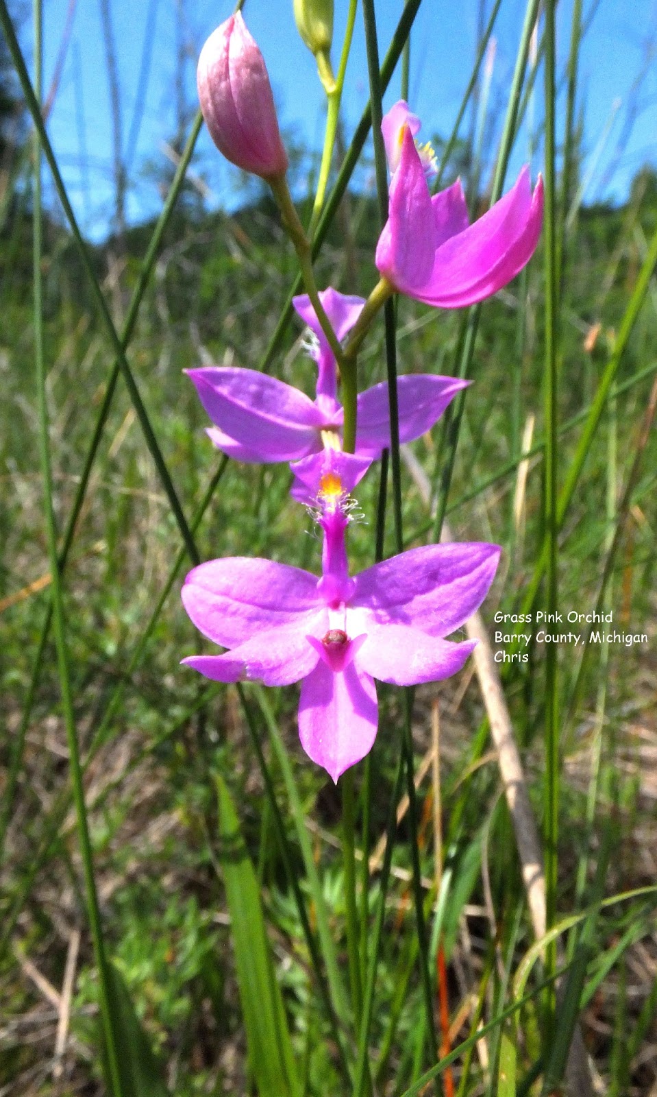 Plants Amaze Me: Michgan Fens, Michigan Wild Orchids