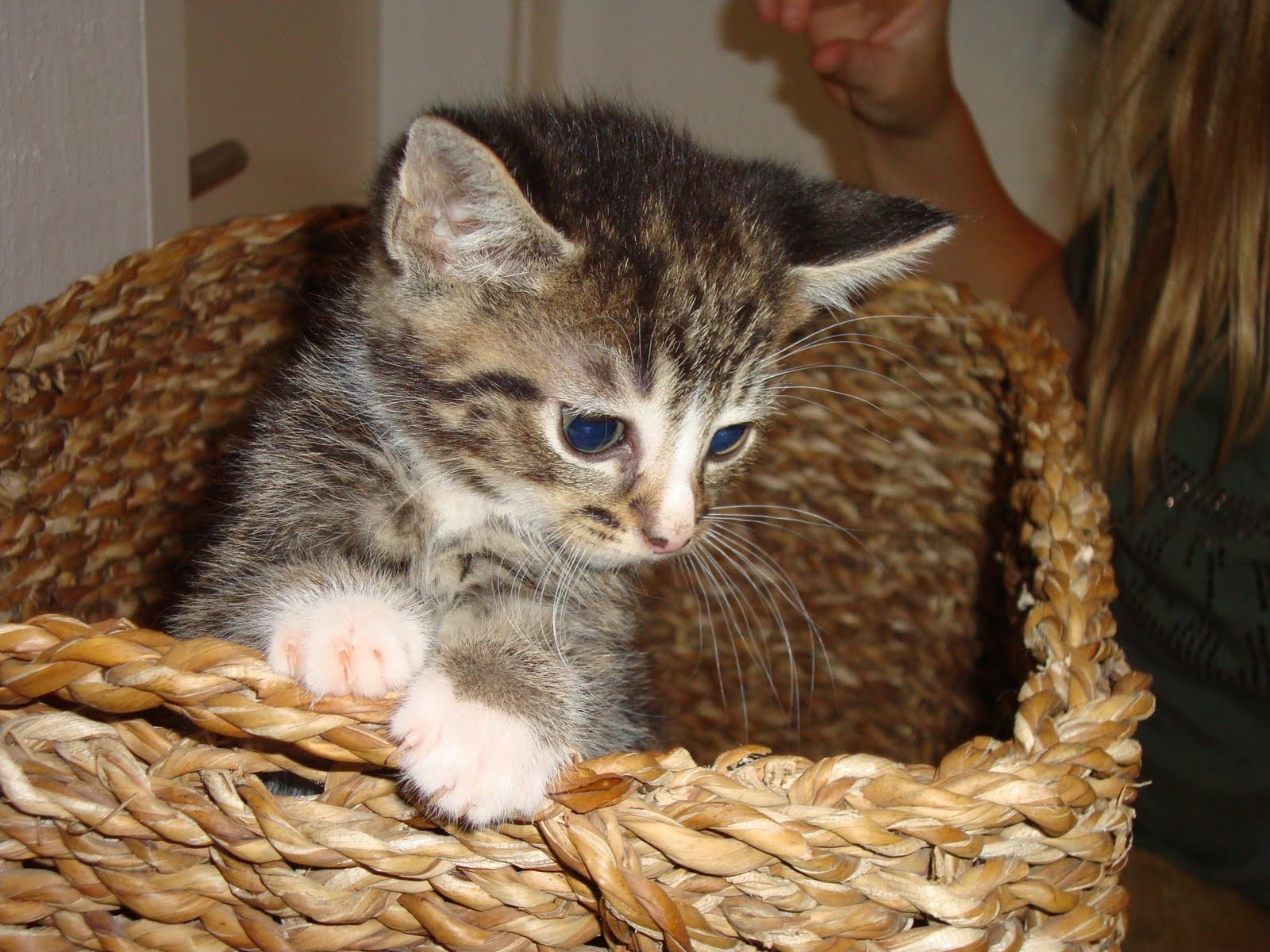 Kattekillinger til salg