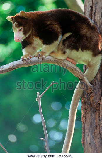 Laberinto en extinción: Canguro arborícola de Huon (Dendrolagus matschiei)