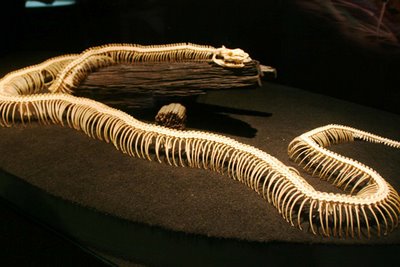 ArtOmega: Galeri Kerangka Ular (Snake Skeletons)