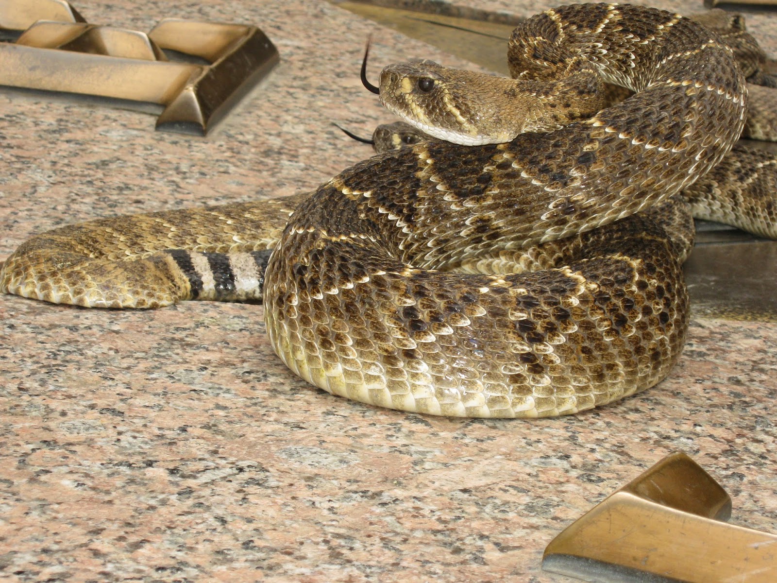 Adventures: Sweetwater Jaycees Rattlesnake Round-up Day, Feb. 2, 2015