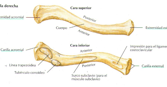 osteologia-clavicula.png