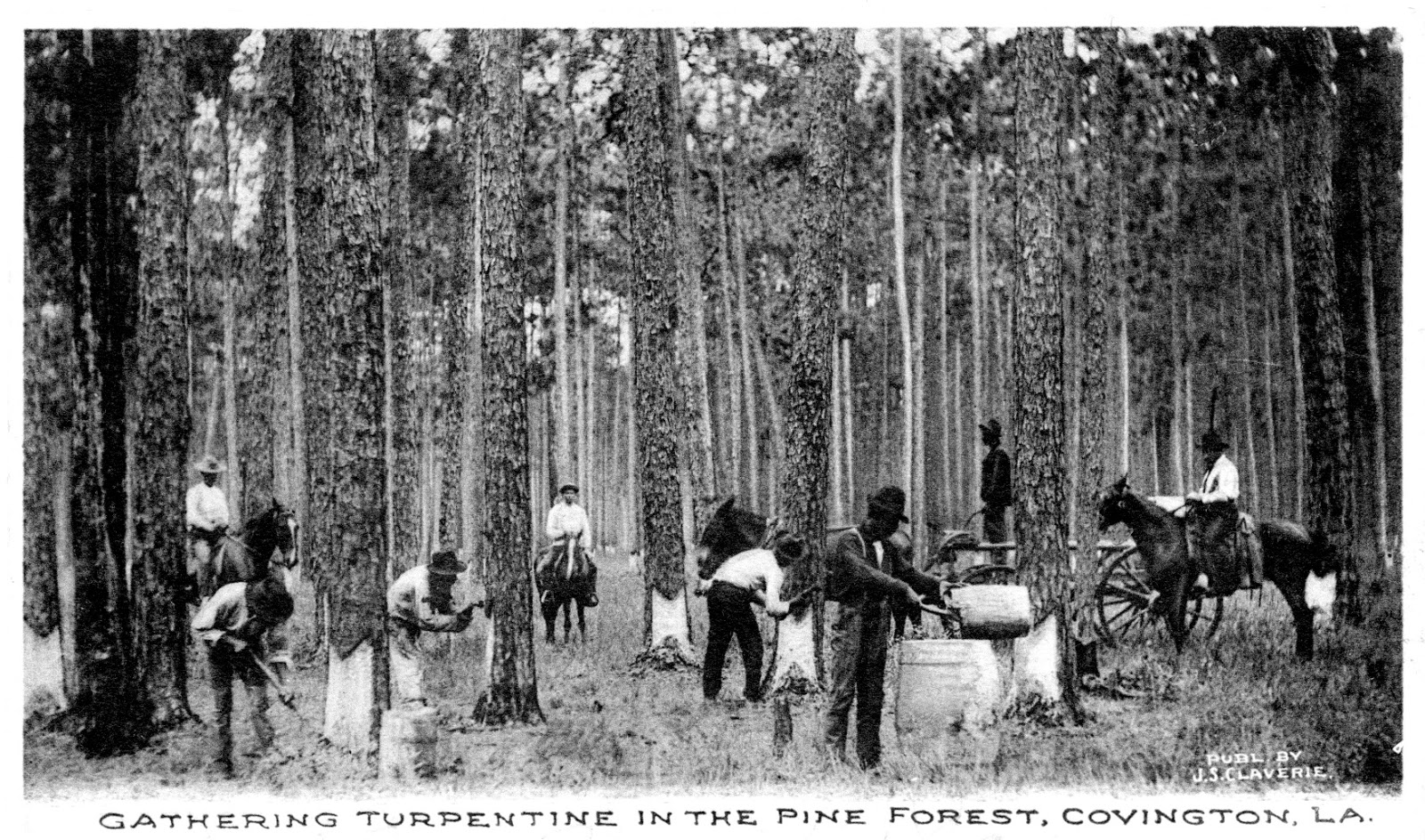 Tammany Family: Turpentine Production