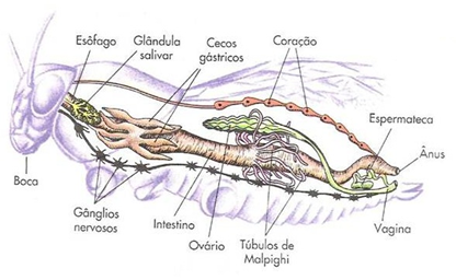 Comparando e Aprendendo!: Sistema Circulatório: Humanos x Insetos