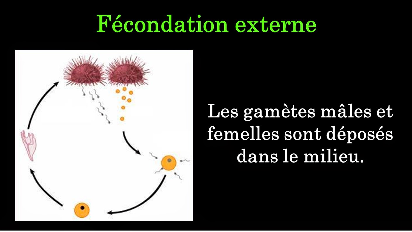 Fécondation Externe