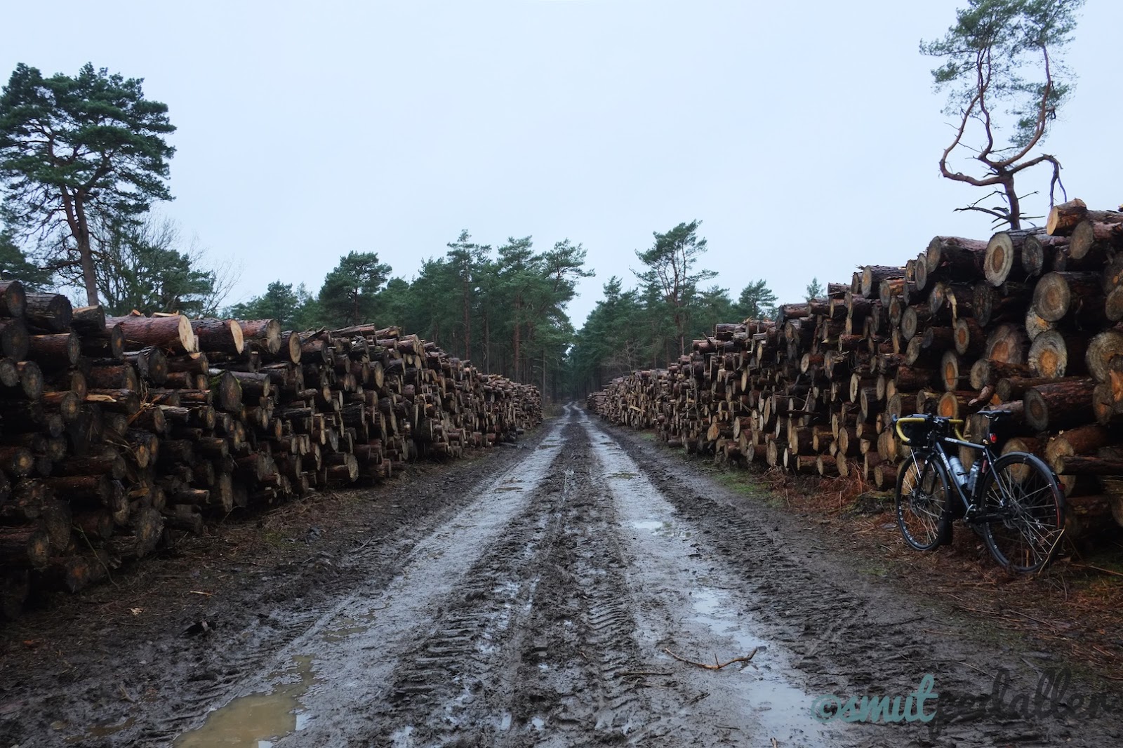 The Smut Pedaller: Surrey Hills and Winterfold Forest