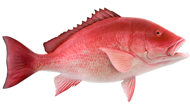 Pacific Red Snapper - Fresh Red Snapper, Buy Red Snapper, Red Snapper ...