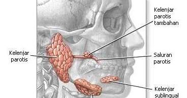 srik_puspa_yani: Organ-Organ Penyusun Sistem Kelenjar Pencernaan