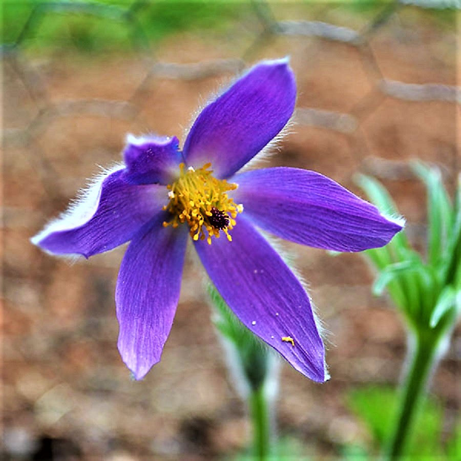 Colonial & Early American Gardens: Plants in Early American Gardens ...
