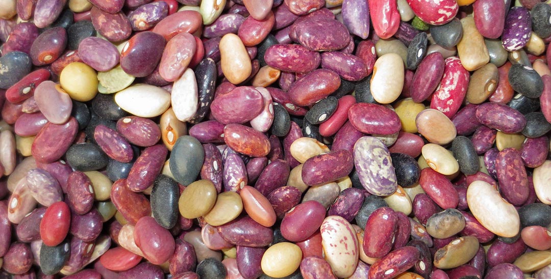 Commonly Cultivated Vegetables In Nepal