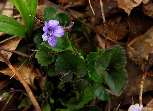 Saratoga woods and waterways: Wildflower Bounty in the Skidmore Woods