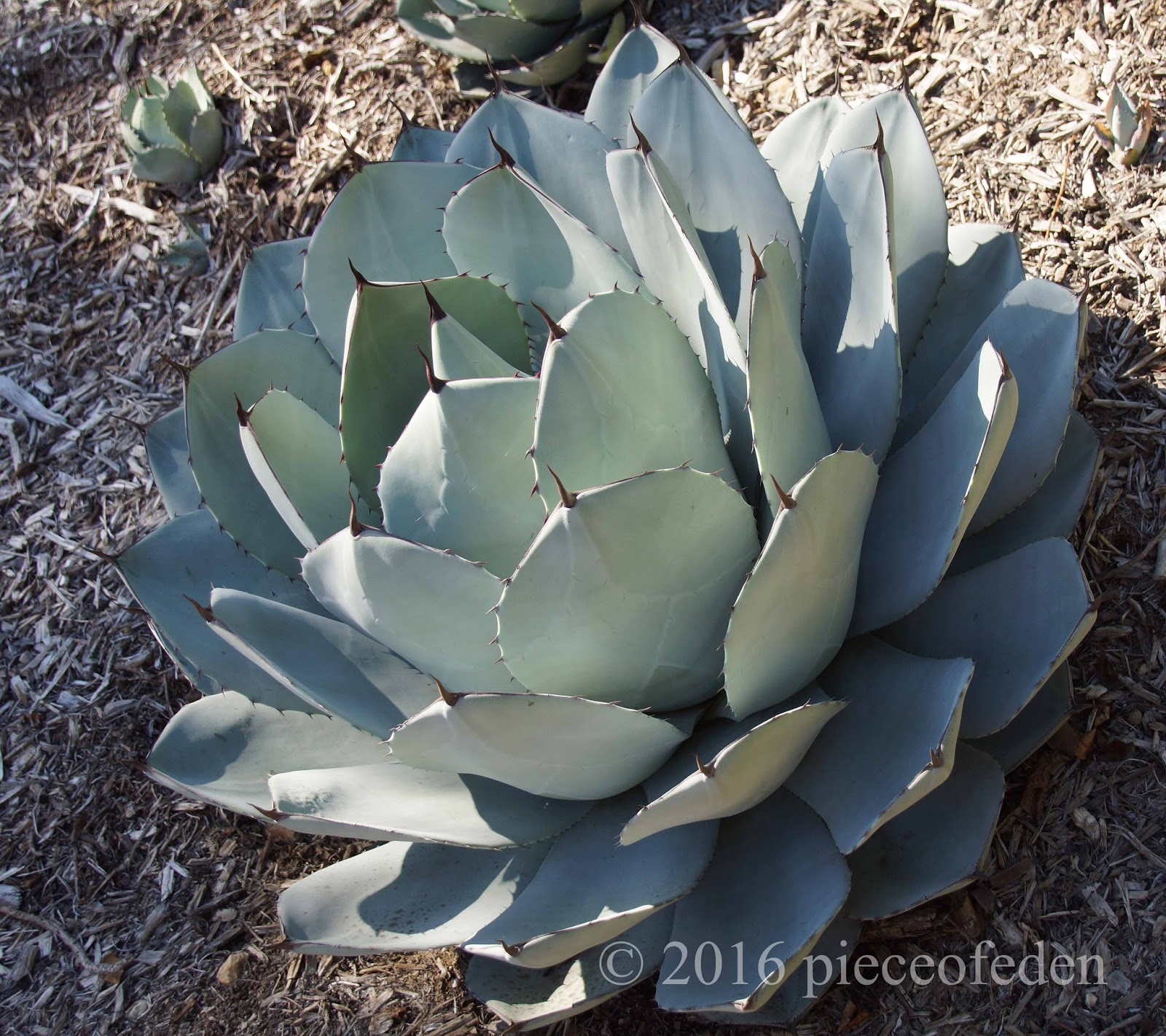 All The Agaves 2016