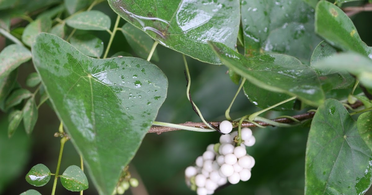 Herbal plants of Sri Lanka: Cylea peltata/Kehipiththan