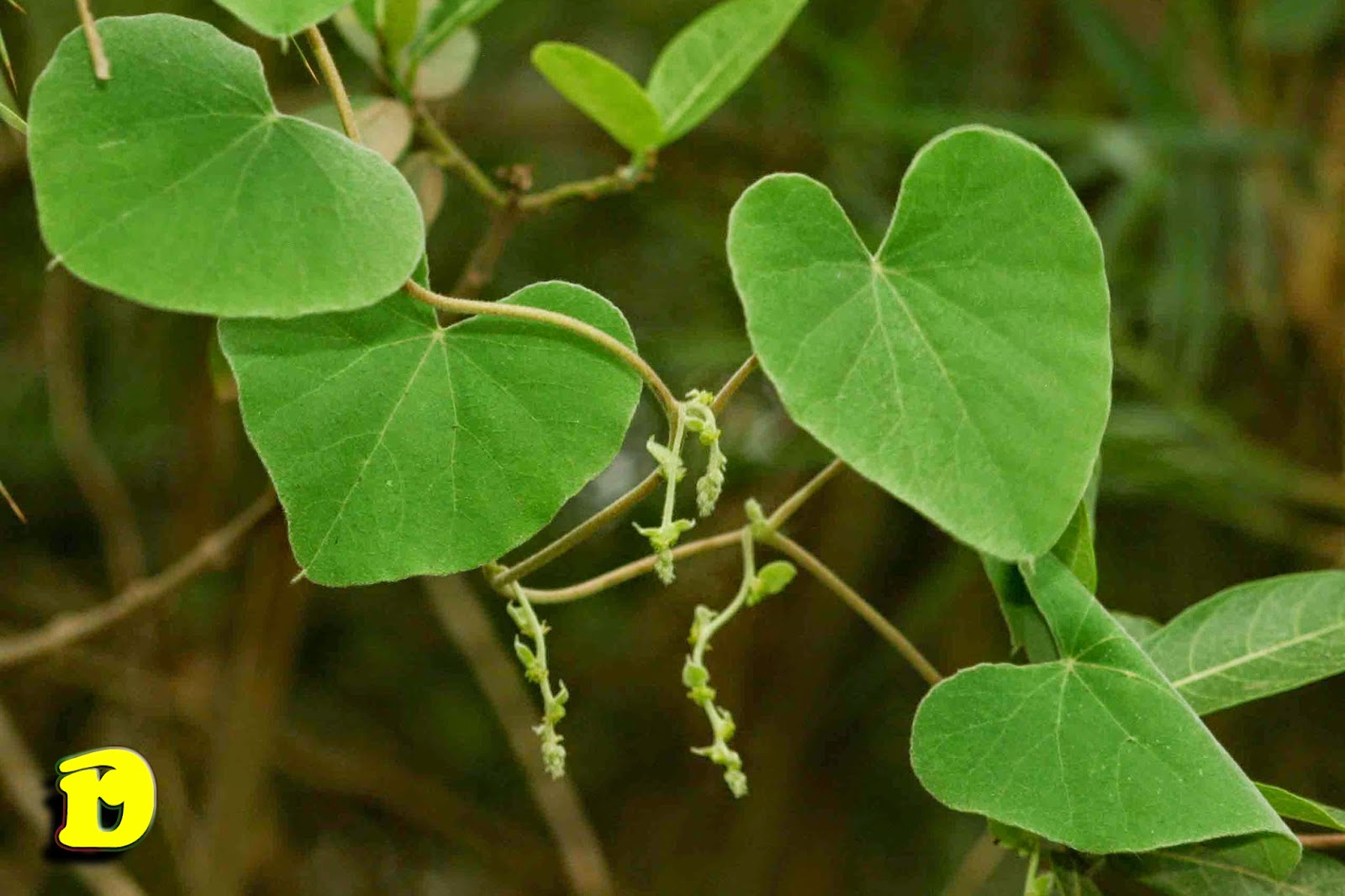 PLANTAS MEDICINAIS: ABUTUÁ (Cissampelos Pareira)