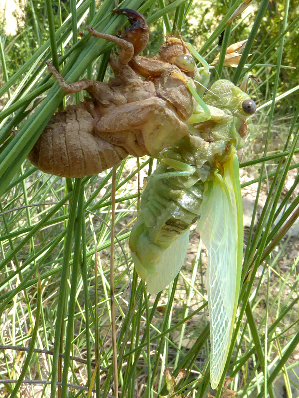 PASOS: El renacimiento de una cigarra. Chiriveta (Huesca), 4 de julio