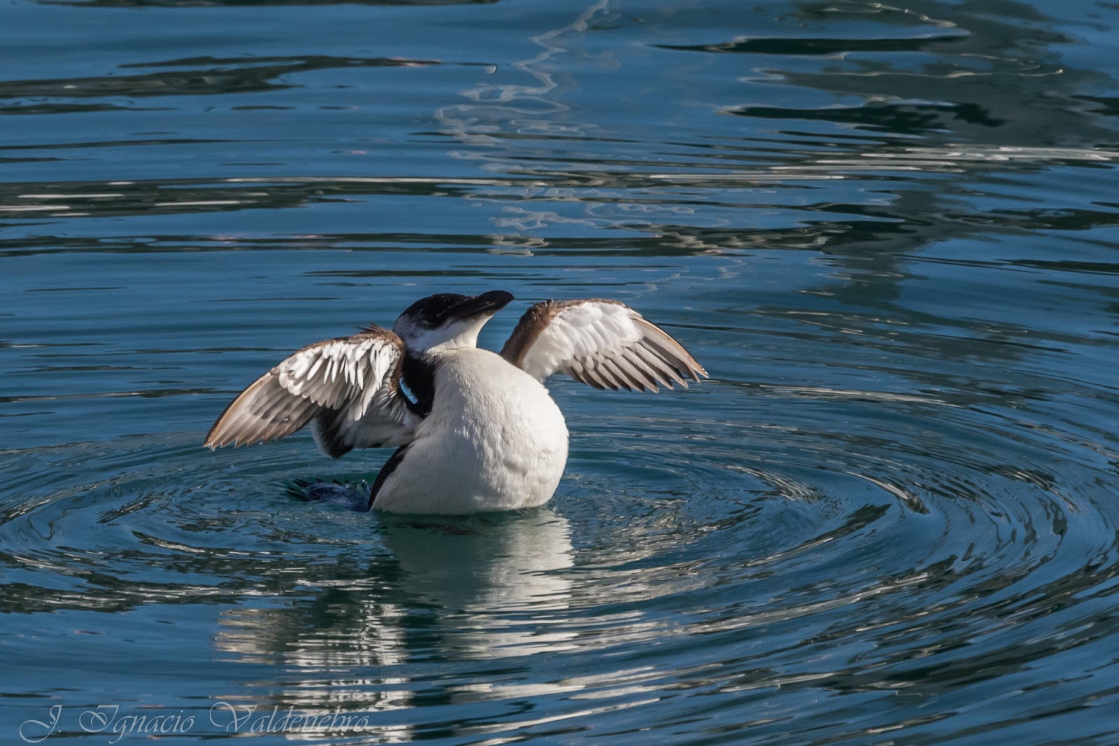 DocNatureBlog: El pingüino europeo. Alca Común (Alca torda). Alca Monxa.