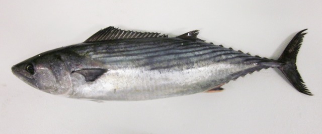 Especies marinas de interes bromatologico: Sarda sarda (Bloch 1973 ...