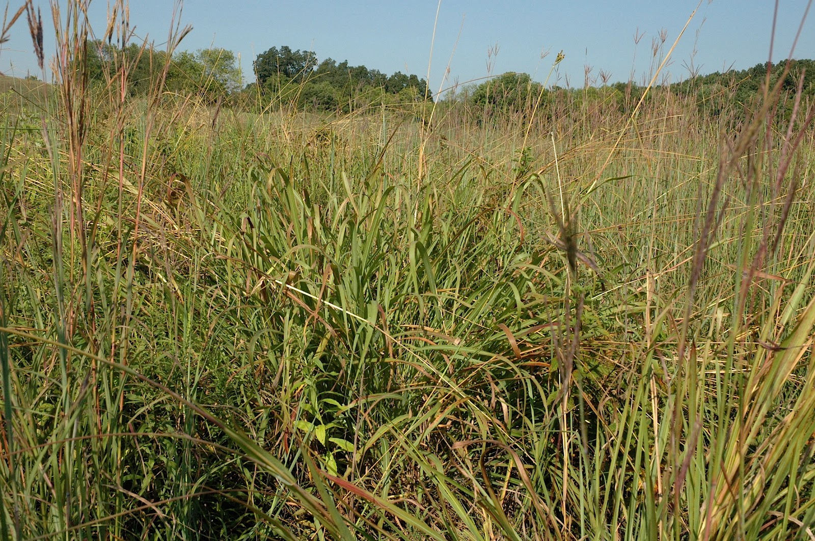 Field Biology in Southeastern Ohio: Grasses Part 2