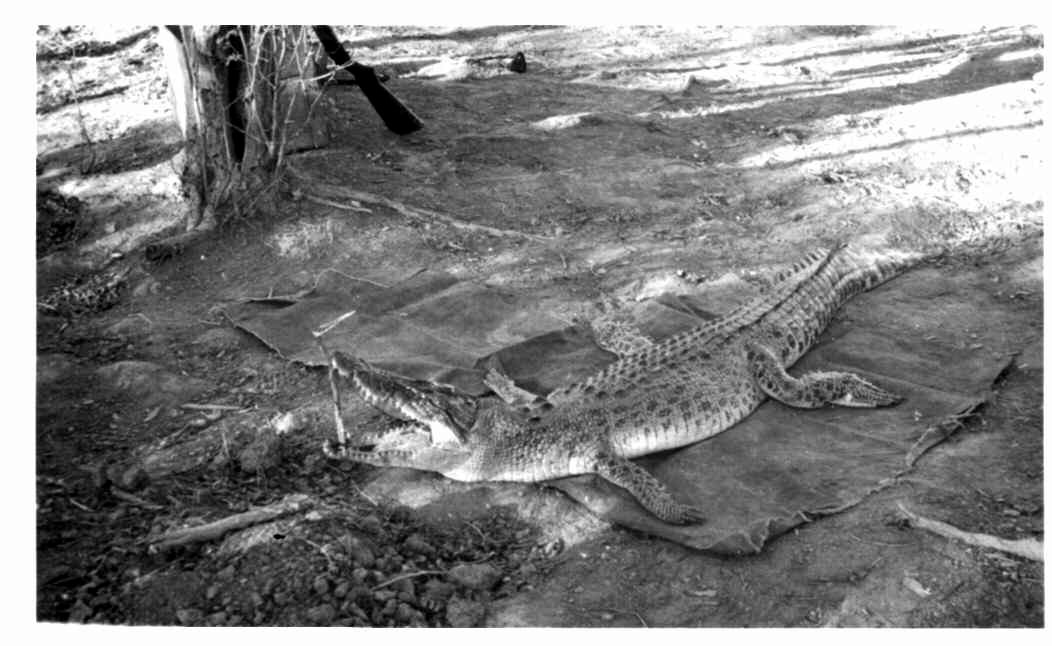 i travel stories - roy romsey: Crocodile Hunting - 23