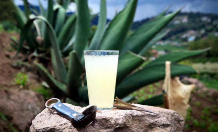Edoméx en línea: El pulque, la bebida de los dioses mexicas: Su ...