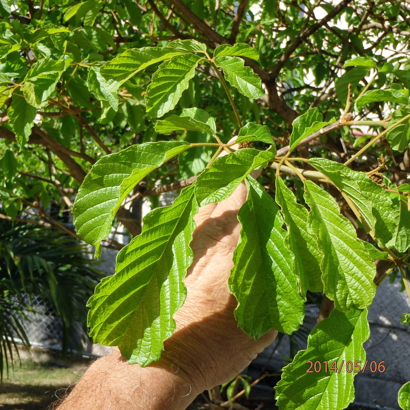 Flora de Puerto Rico Ilustrada Papo Vives: BIGNONIACEAE--Tabebuia ...