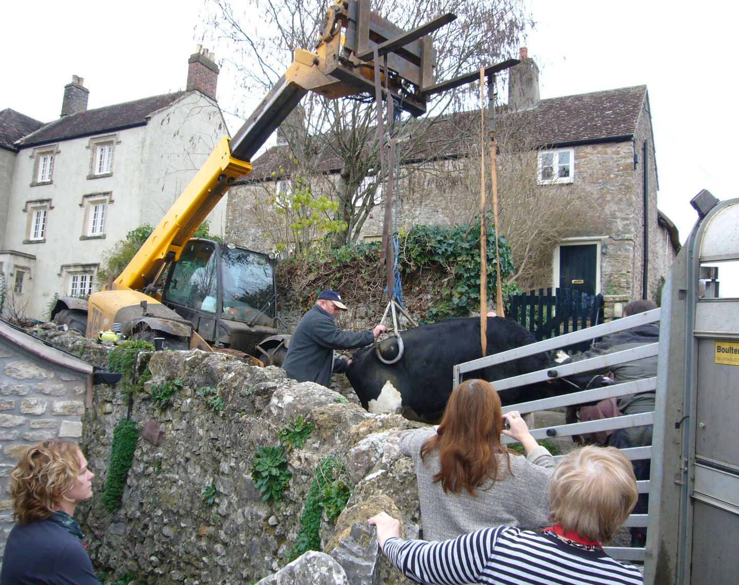 the Mells Village Shop blog: COW ON ROOF OF MELLS VILLAGE SHOP