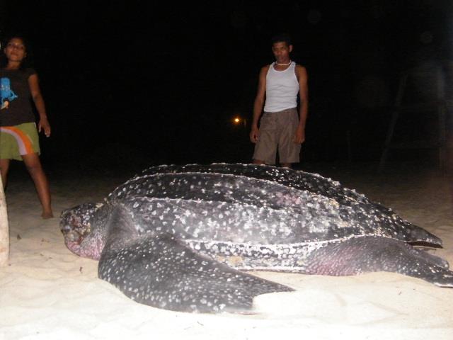 Coyuca de Benítez, Guerrero.: G A R A P A C H O S