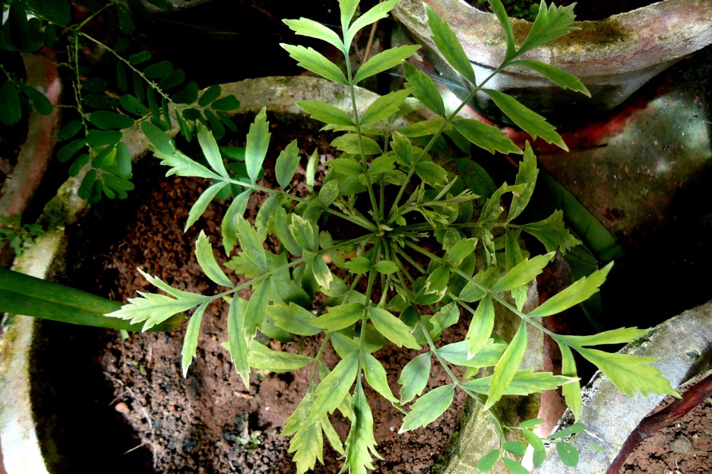 harithacharika - Travelling Nature in Sri Lanka: Day 2 : Haldummulla Trip