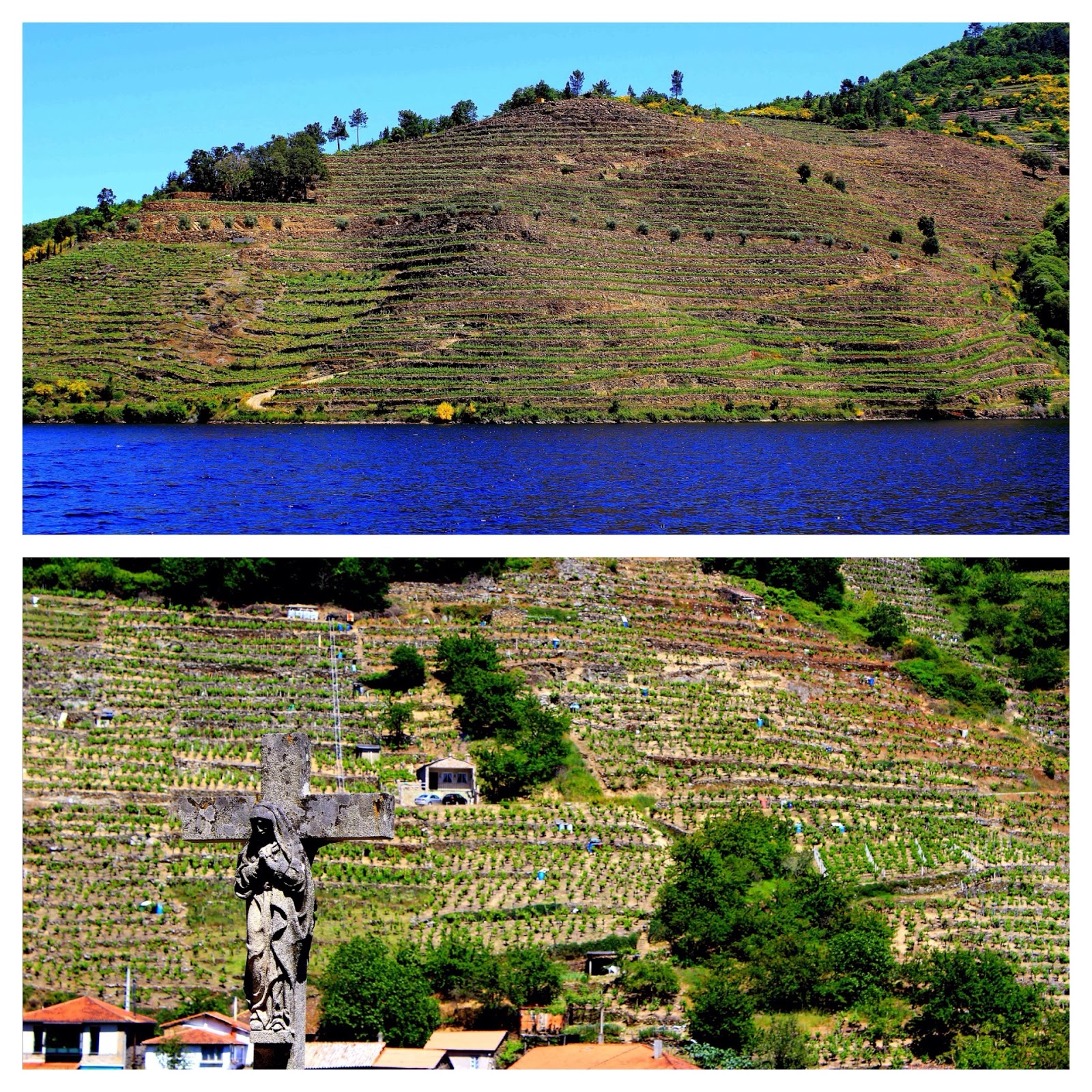 Enociencia : Ribeira Sacra, el Camino hacia la "Vinae Sacrata"