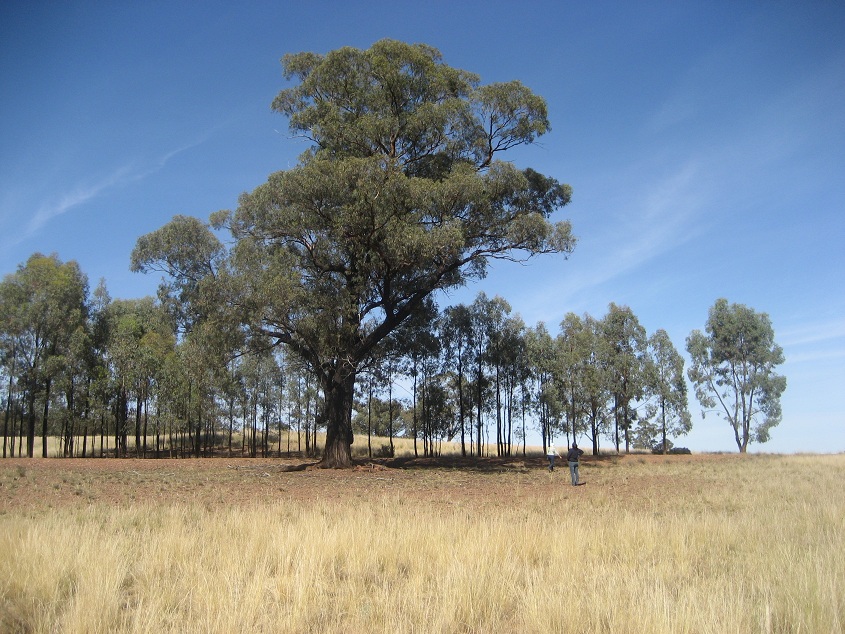 Ochre Archives: Local Big Trees